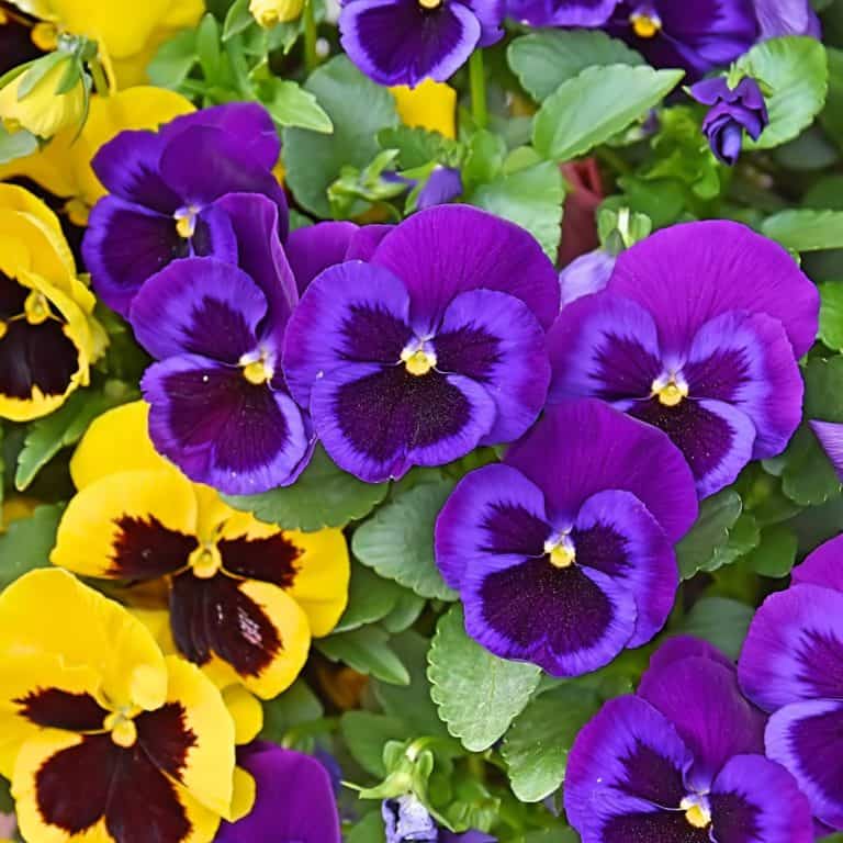The Most Popular Spring Flowers - Busch's Florist & Greenhouse
