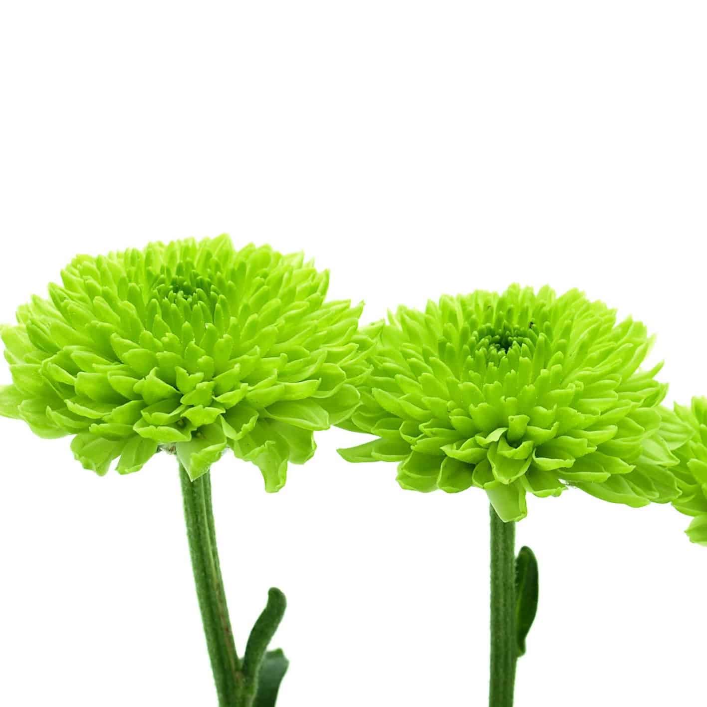 Pastel Floral Delights for Your Home - Busch's Florist & Greenhouse